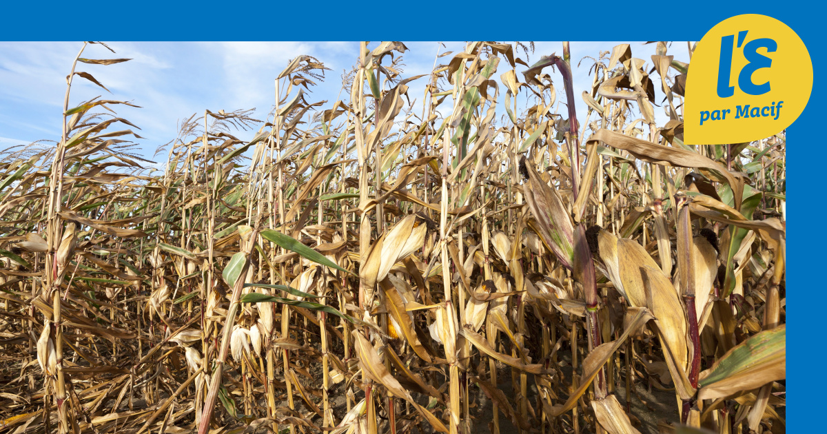 « Les sécheresses agricoles vont se multiplier » Juliette Blanchet | Vous! par Macif